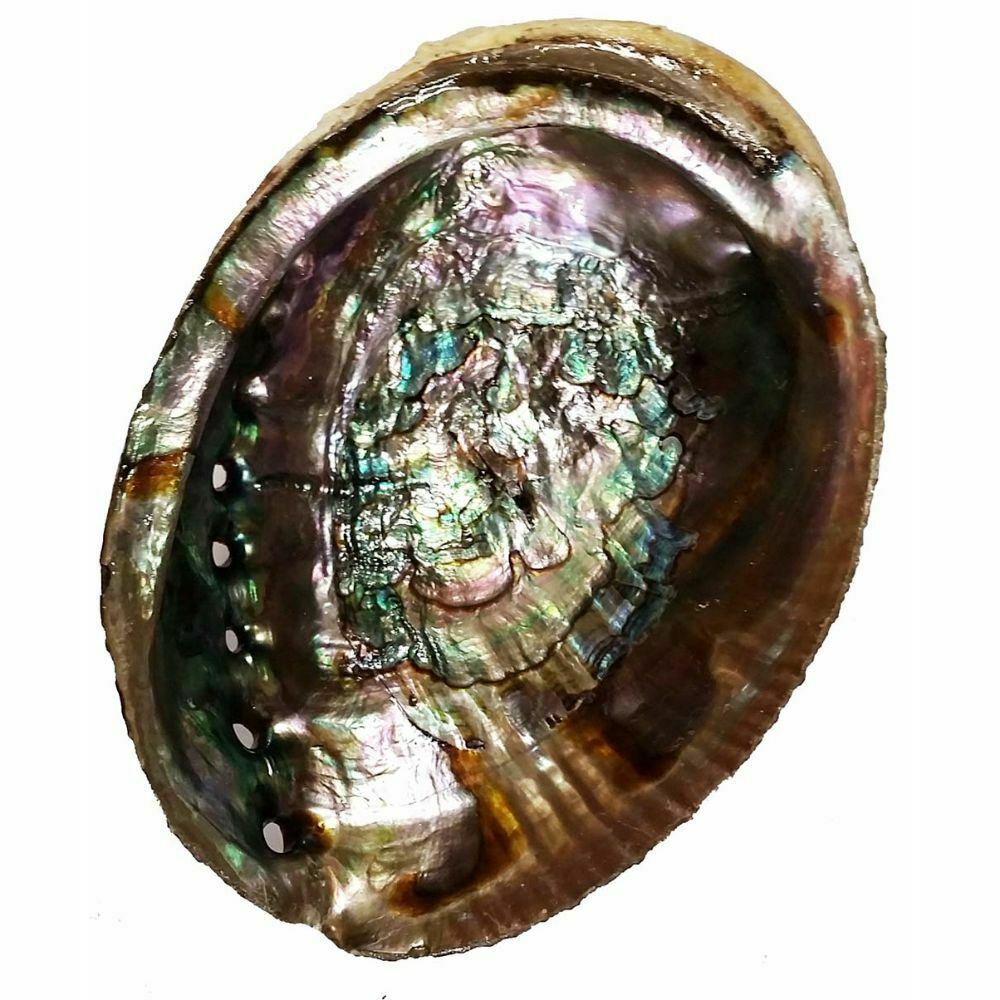Abalone Shell Polished Large 15cm – Crystal Wonderland